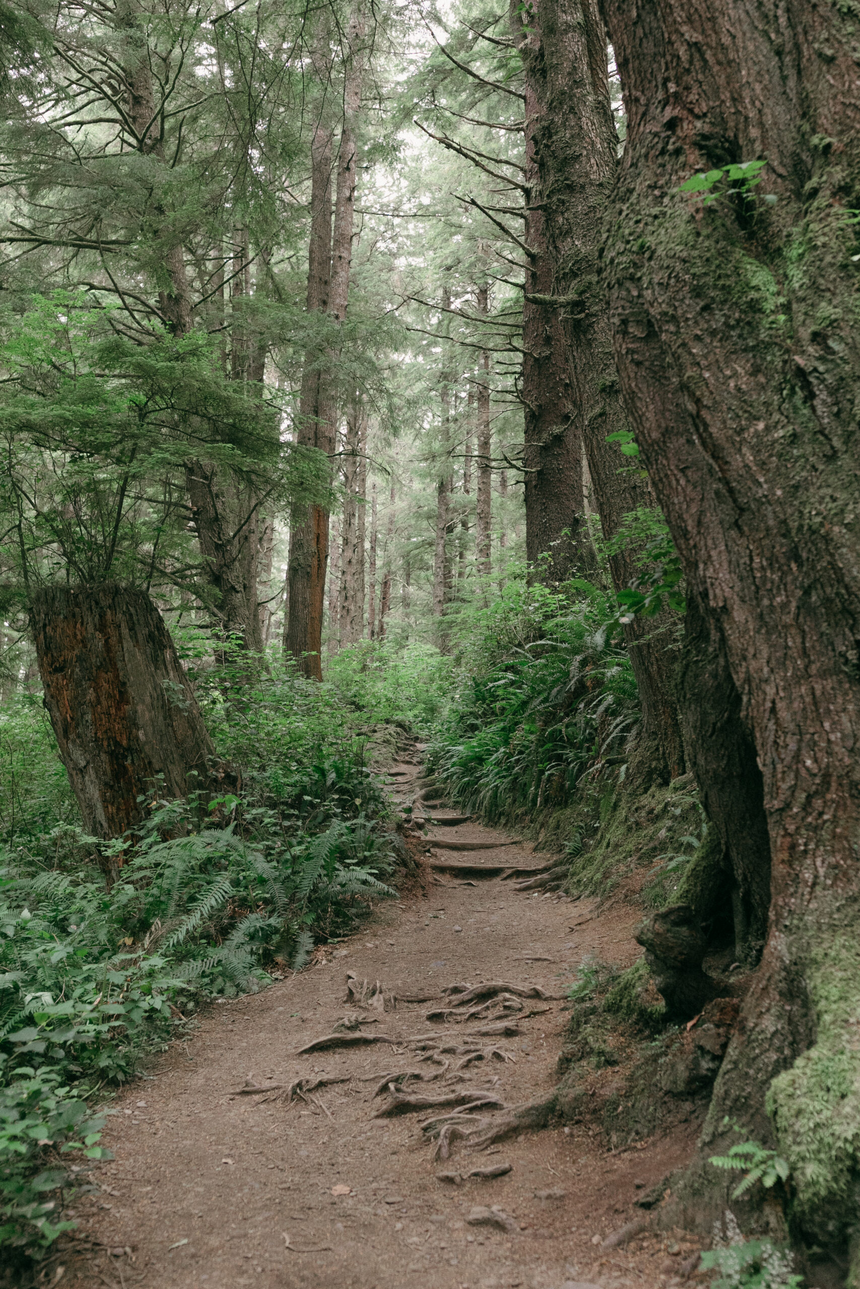What an Olympic National Park Elopement Timeline Actually Looks Like ...